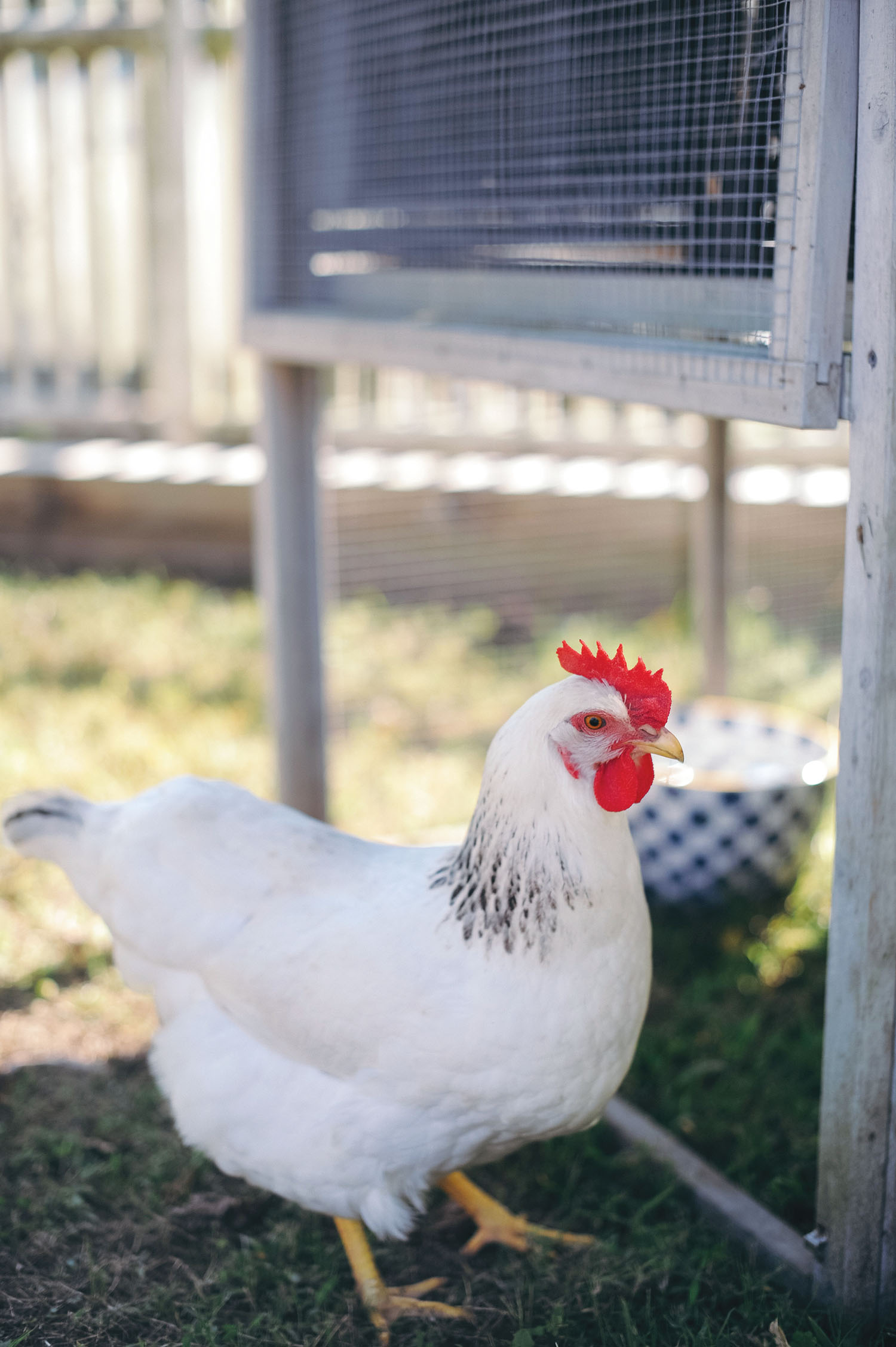 Berlin’s town chicken killed in hit-and-run - Worcester County News ...