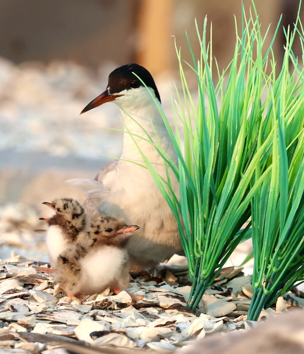 Endangered terns nest on raft built by Md. Coastal Bays - Worcester ...